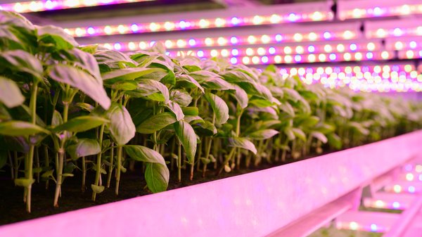 Securing the food chain | Engineering NZ